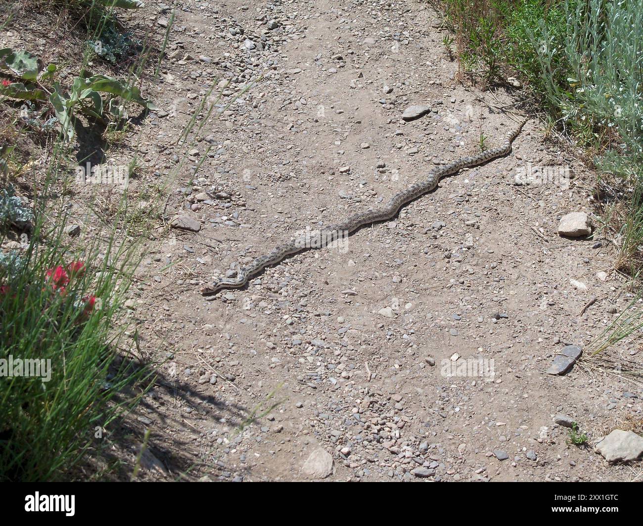 Great Basin Gopher Snake (Pituophis catenifer deserticola) Reptilia ...
