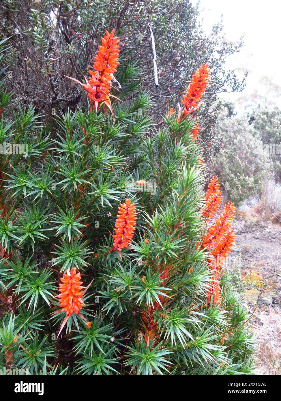 scoparia (Richea scoparia) Plantae Stock Photo - Alamy