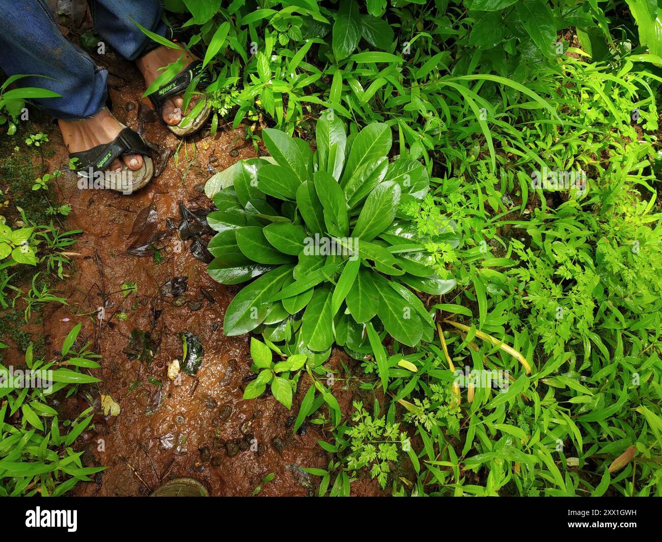 (Euphorbia fusiformis) Plantae Stock Photo - Alamy