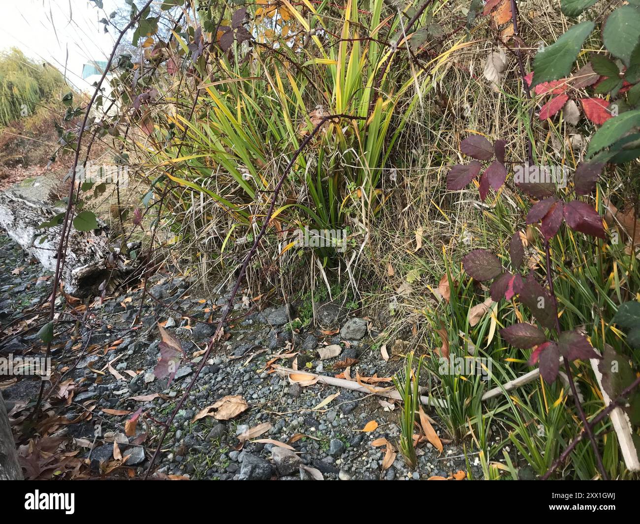 Hanging sedge (Carex pendula) Plantae Stock Photo - Alamy