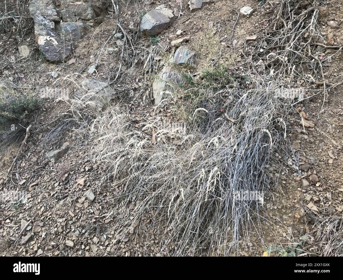 Sideoats Grama (Bouteloua curtipendula) Plantae Stock Photo - Alamy