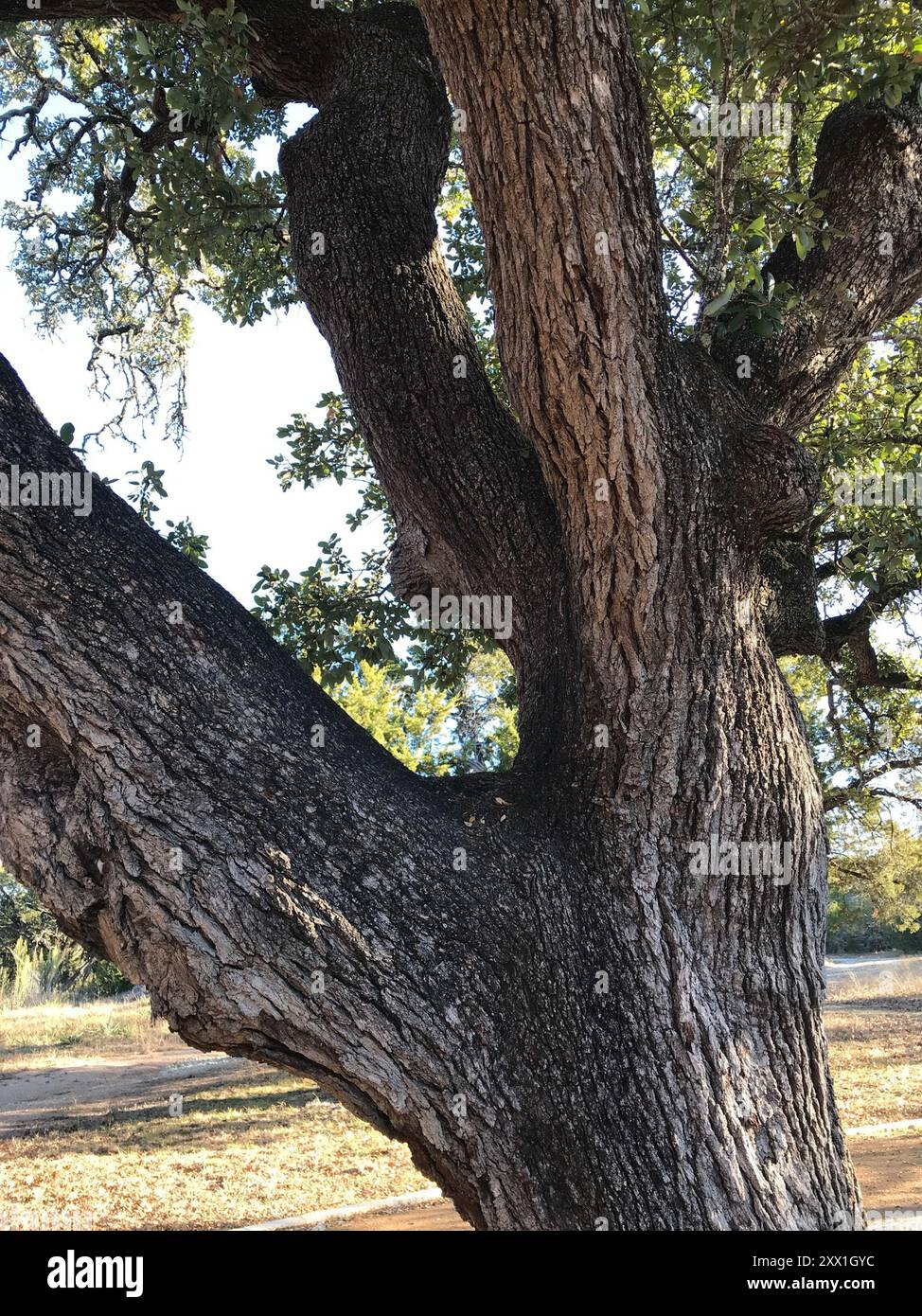 Texas live oak (Quercus fusiformis) Plantae Stock Photo - Alamy