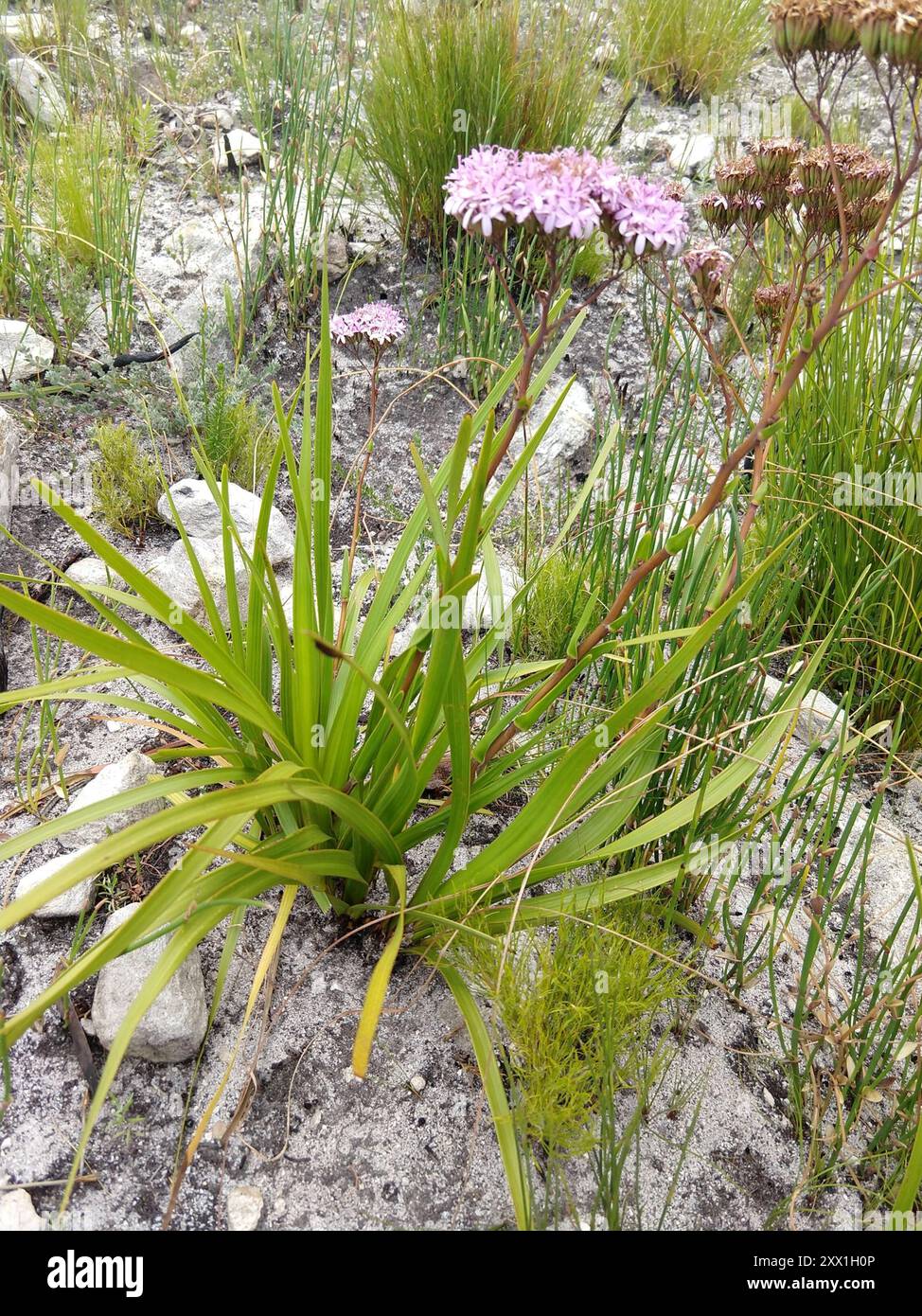 Smooth Plampers (Corymbium glabrum) Plantae Stock Photo - Alamy