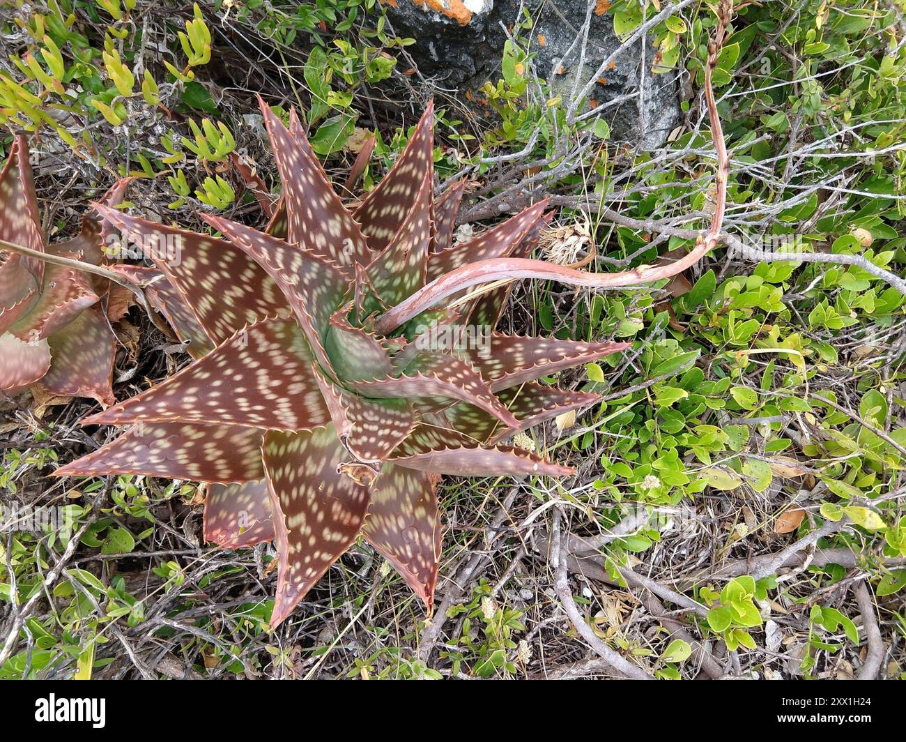 soap aloe (Aloe maculata) Plantae Stock Photo - Alamy
