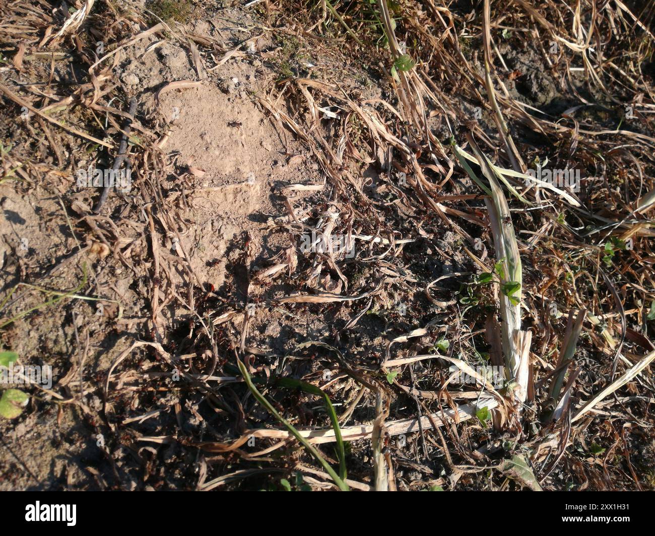 Wood, Mound, and Field Ants (Formica) Insecta Stock Photo - Alamy