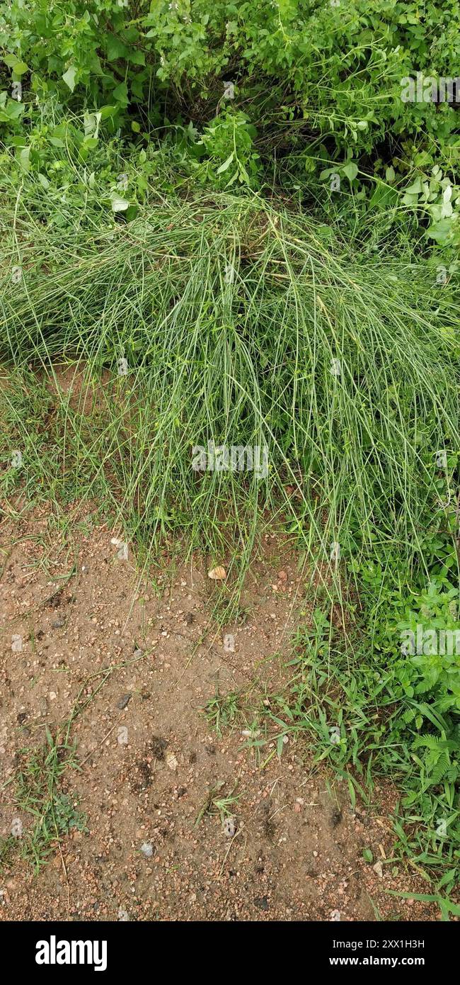 kheep (Leptadenia pyrotechnica) Plantae Stock Photo - Alamy