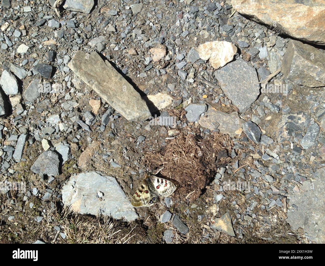 Common Blue Apollo (Parnassius hardwickii) Insecta Stock Photo - Alamy