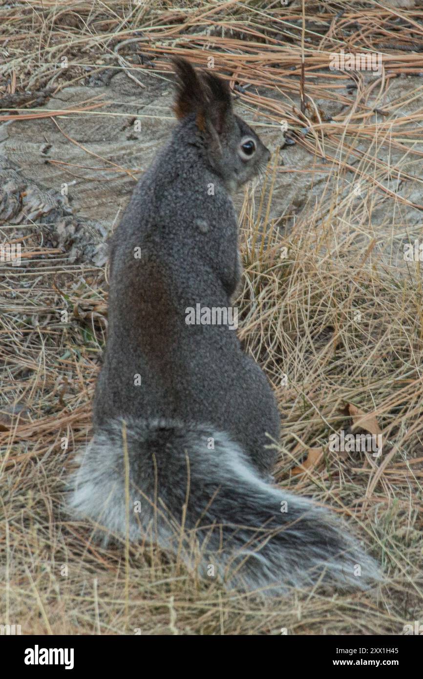 Sciurus aberti hi-res stock photography and images - Alamy
