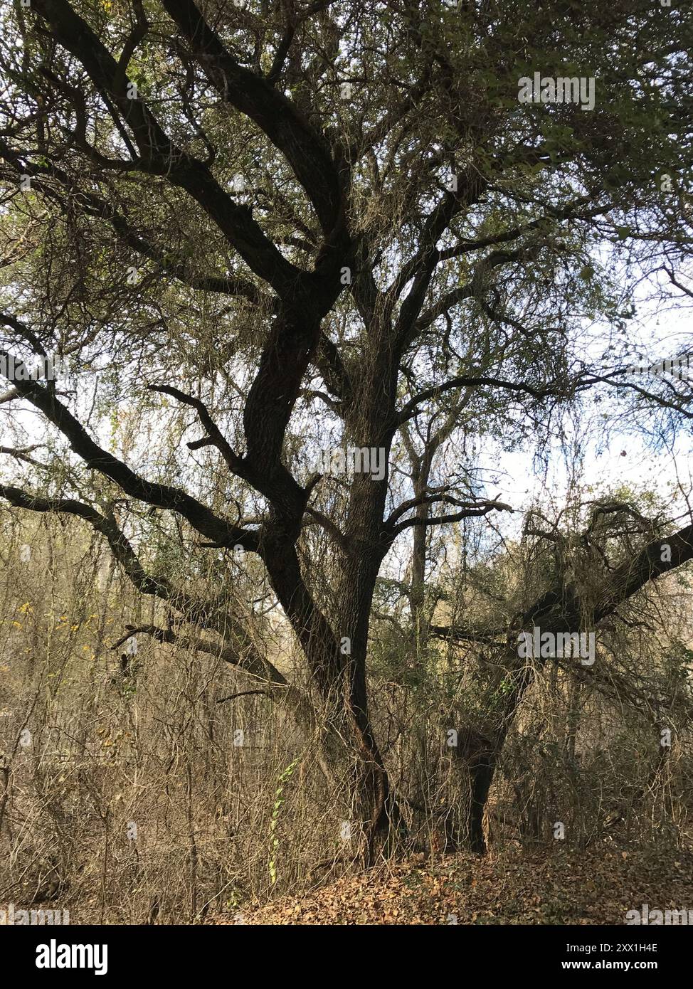 Texas live oak (Quercus fusiformis) Plantae Stock Photo - Alamy