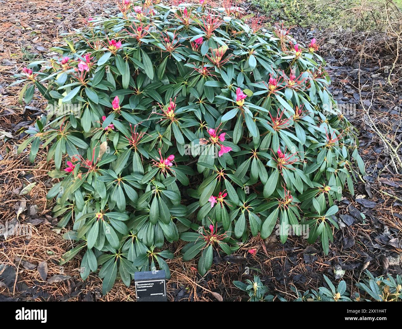 Common Rhododendron (Rhododendron ponticum) Plantae Stock Photo - Alamy