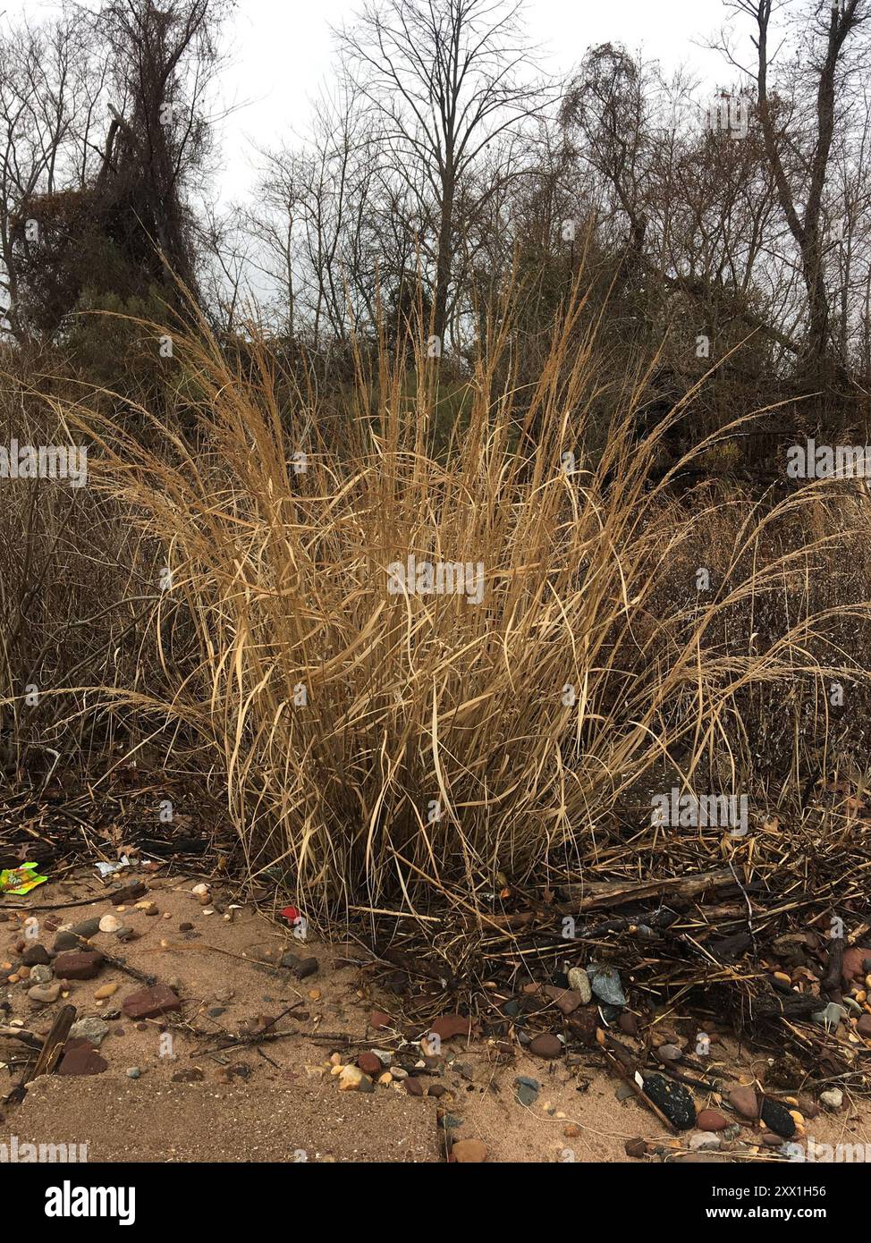 Bitter Panicgrass (Panicum amarum) Plantae Stock Photo - Alamy