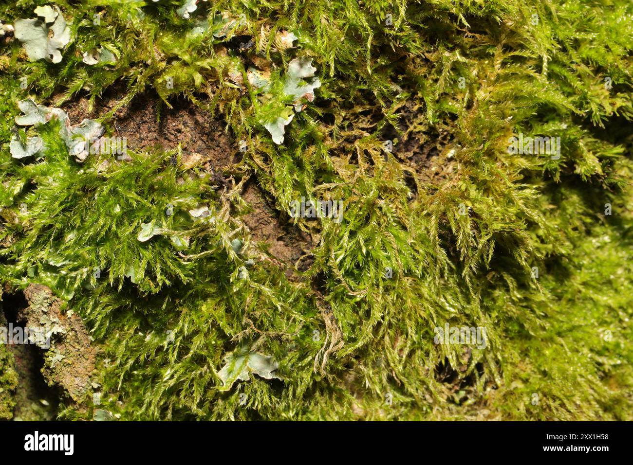 creeping feather-moss (Amblystegium serpens) Plantae Stock Photo - Alamy