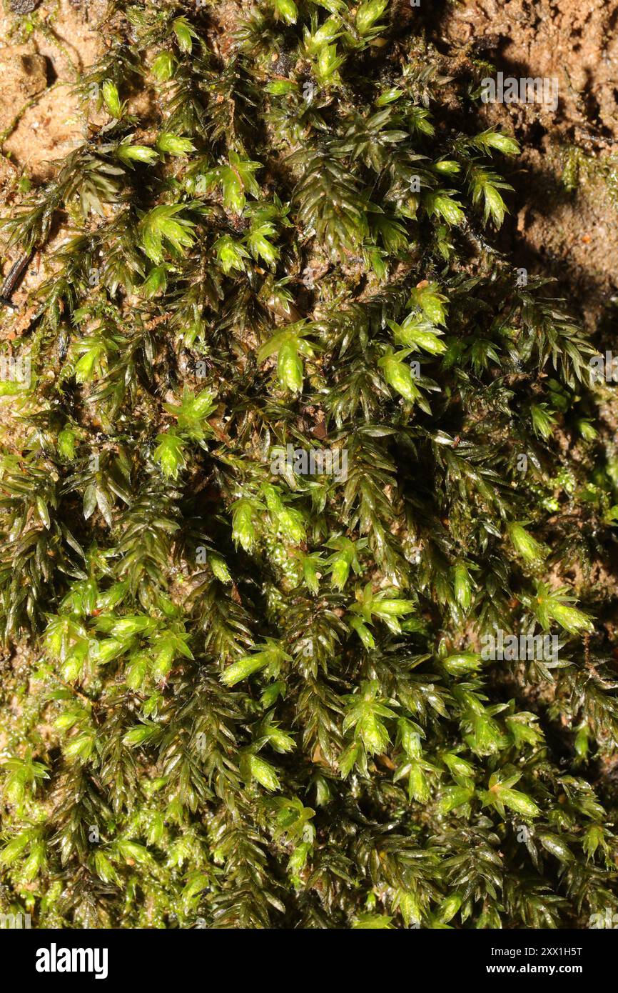 Horn Calcareous Moss (Mnium hornum) Plantae Stock Photo - Alamy