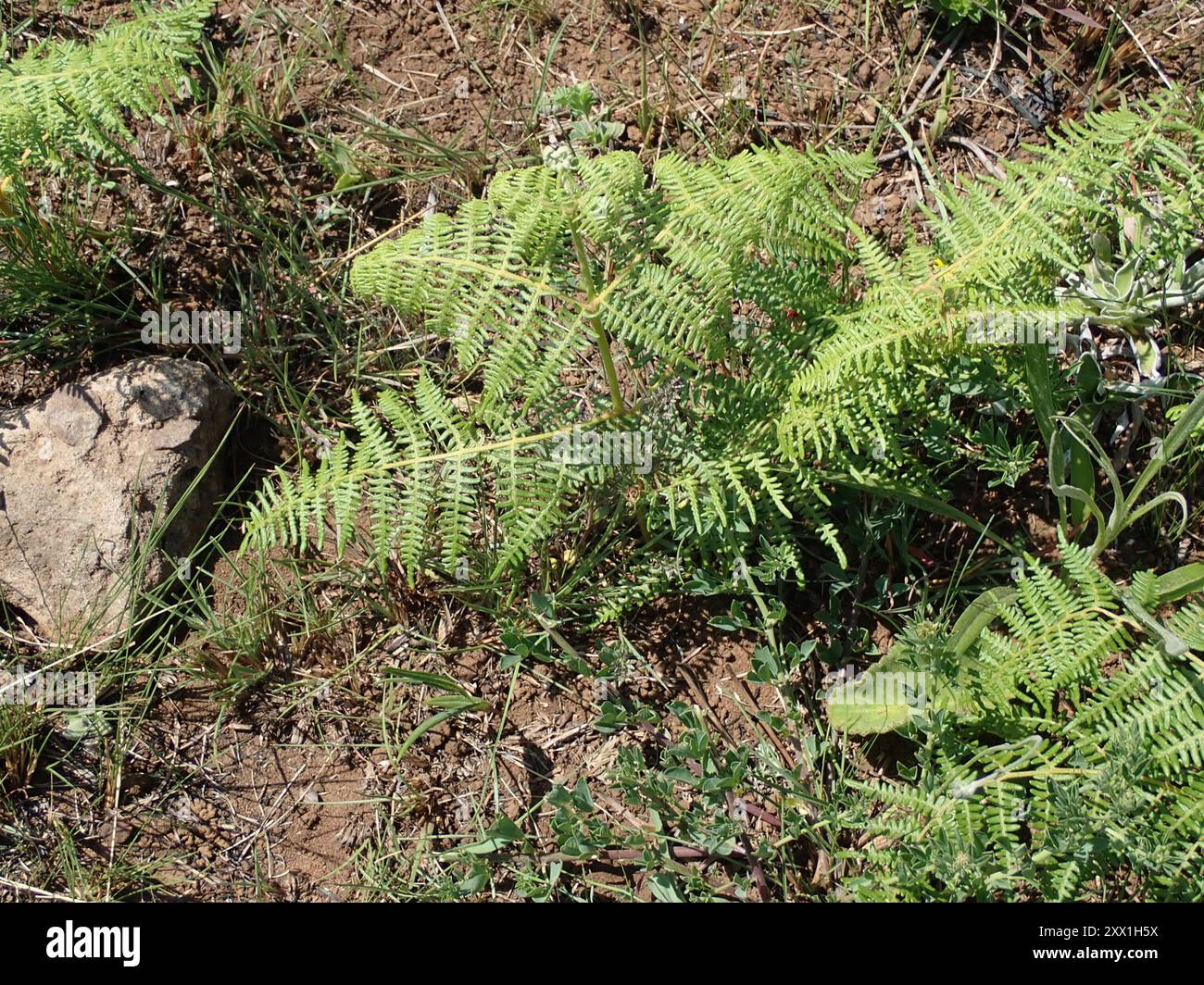Southern Bracken (Pteridium aquilinum capense) Plantae Stock Photo - Alamy