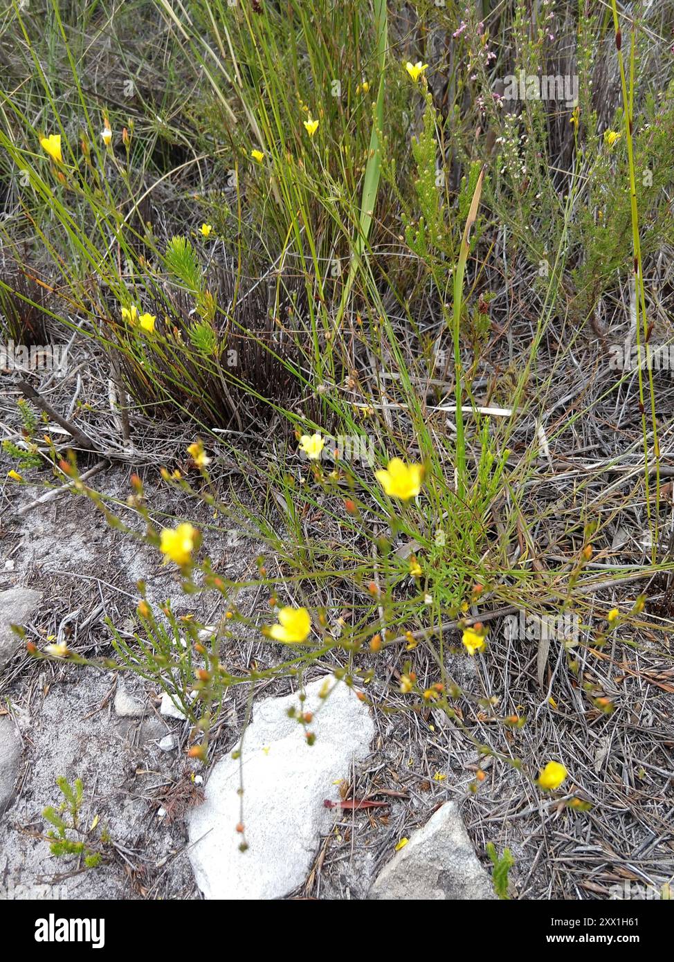 Half-mast Flax (Linum africanum) Plantae Stock Photo - Alamy