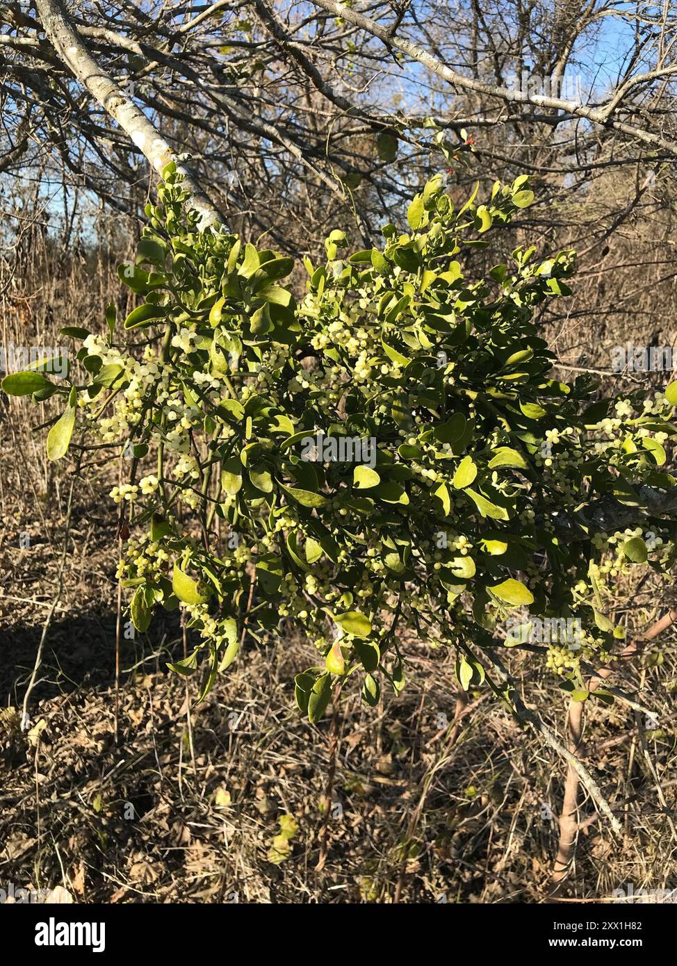 American Mistletoe (Phoradendron leucarpum) Plantae Stock Photo - Alamy