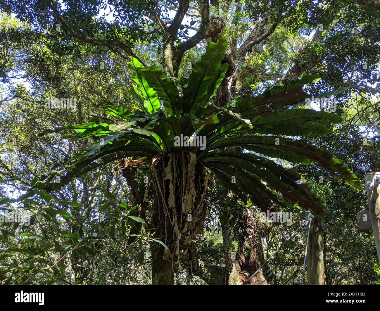 Bird's nest fern (Asplenium australasicum) Plantae Stock Photo - Alamy