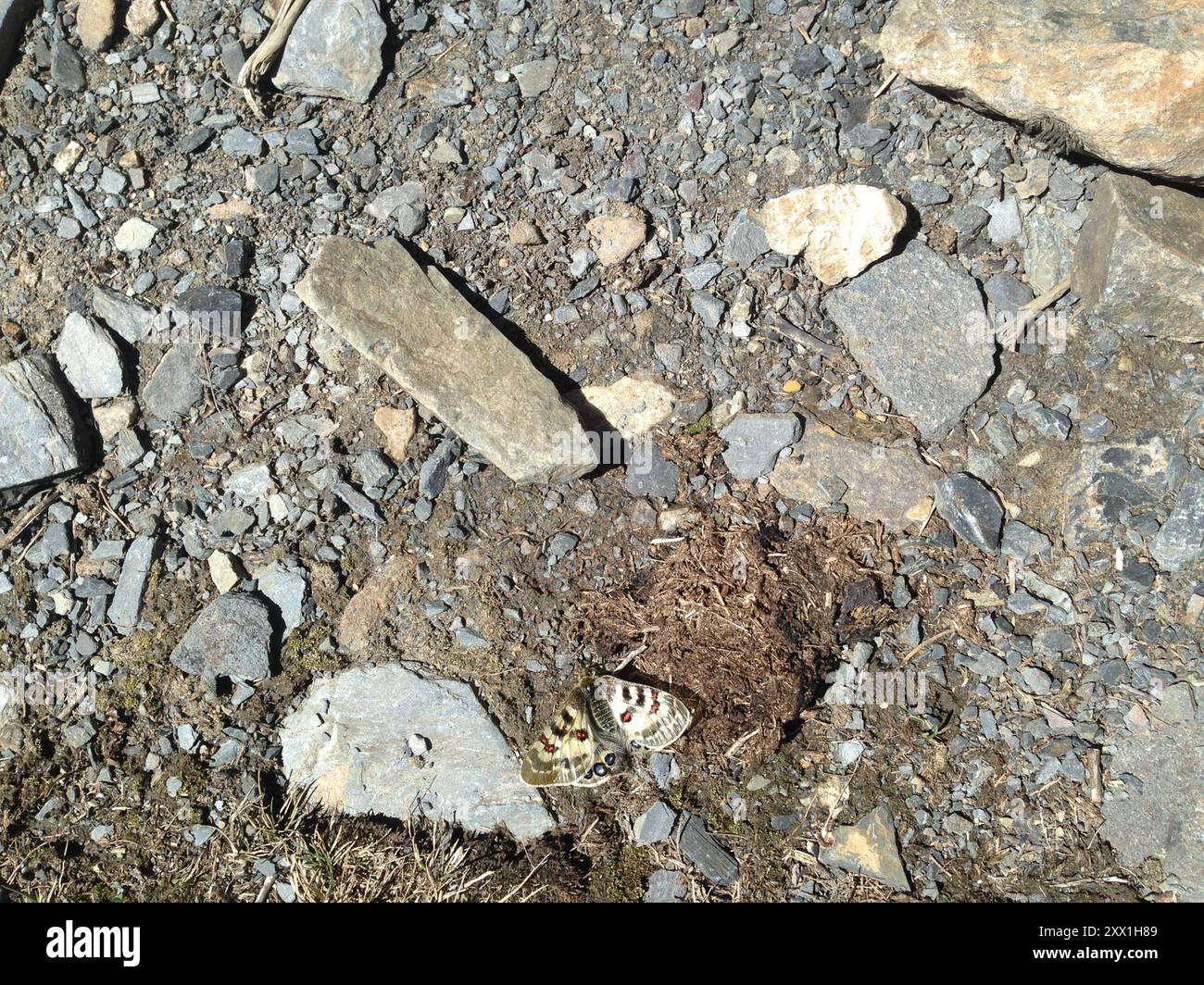Common Blue Apollo (Parnassius hardwickii) Insecta Stock Photo - Alamy