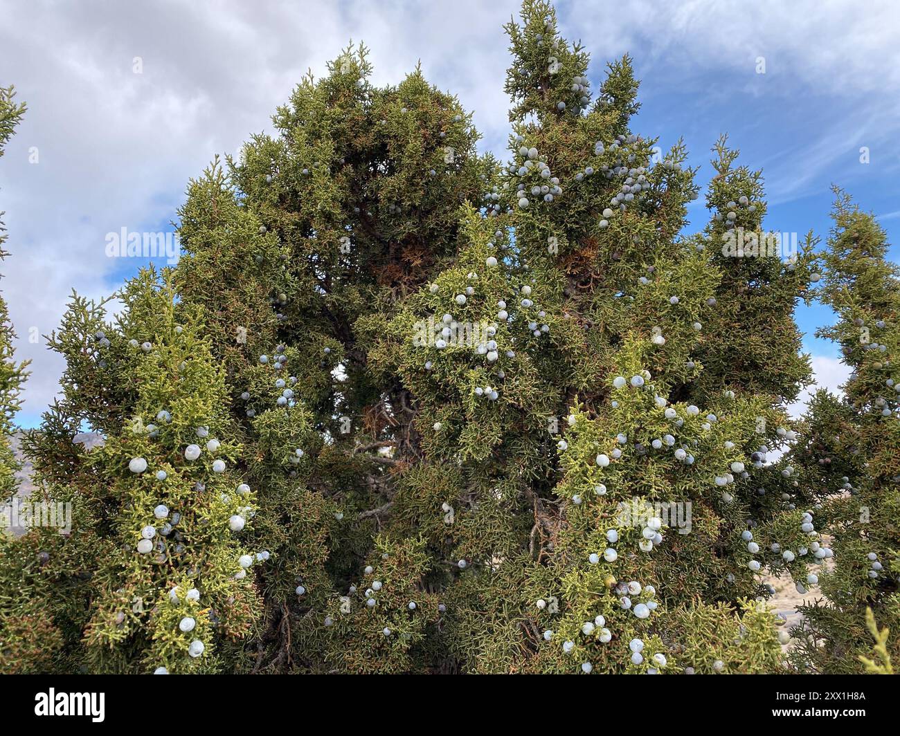 Utah Juniper (Juniperus osteosperma) Plantae Stock Photo - Alamy