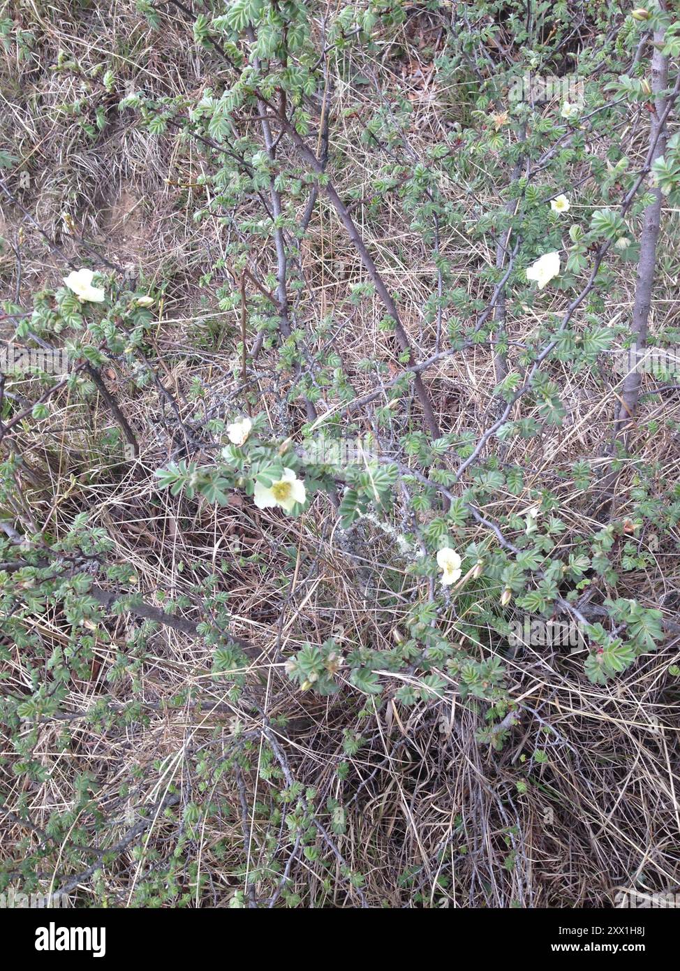 Silky Rose (Rosa sericea) Plantae Stock Photo - Alamy