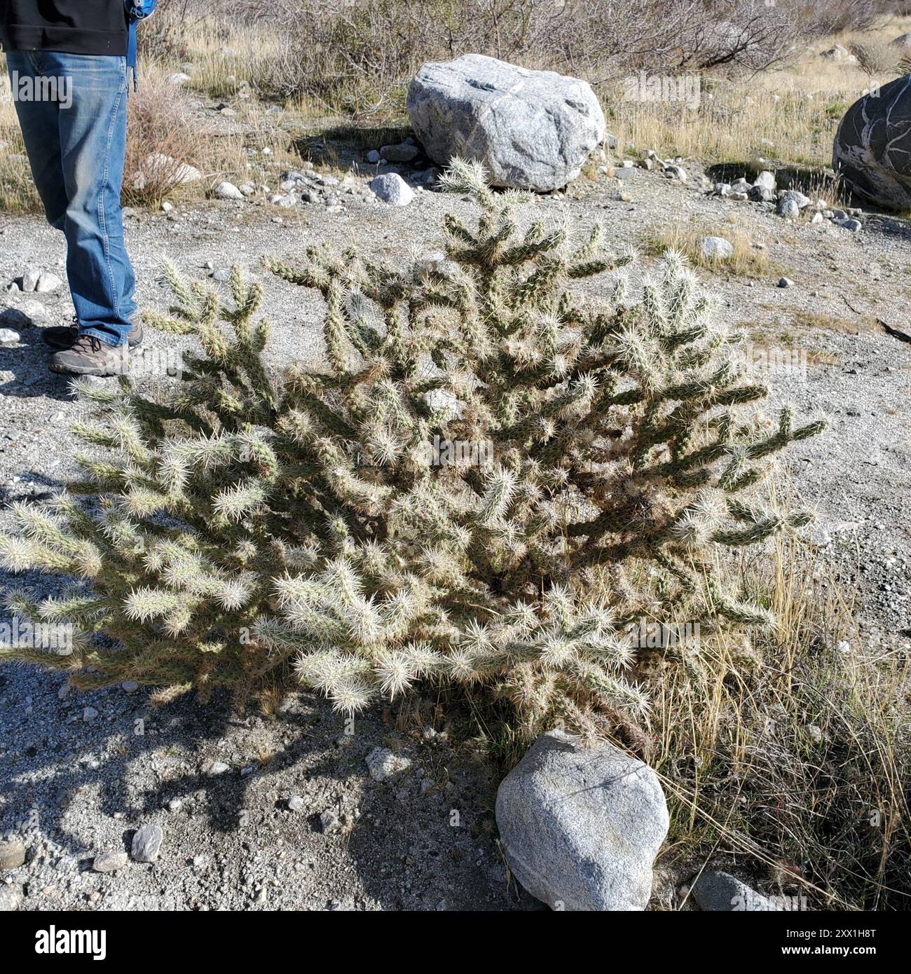 Silver Cholla (Cylindropuntia echinocarpa) Plantae Stock Photo - Alamy