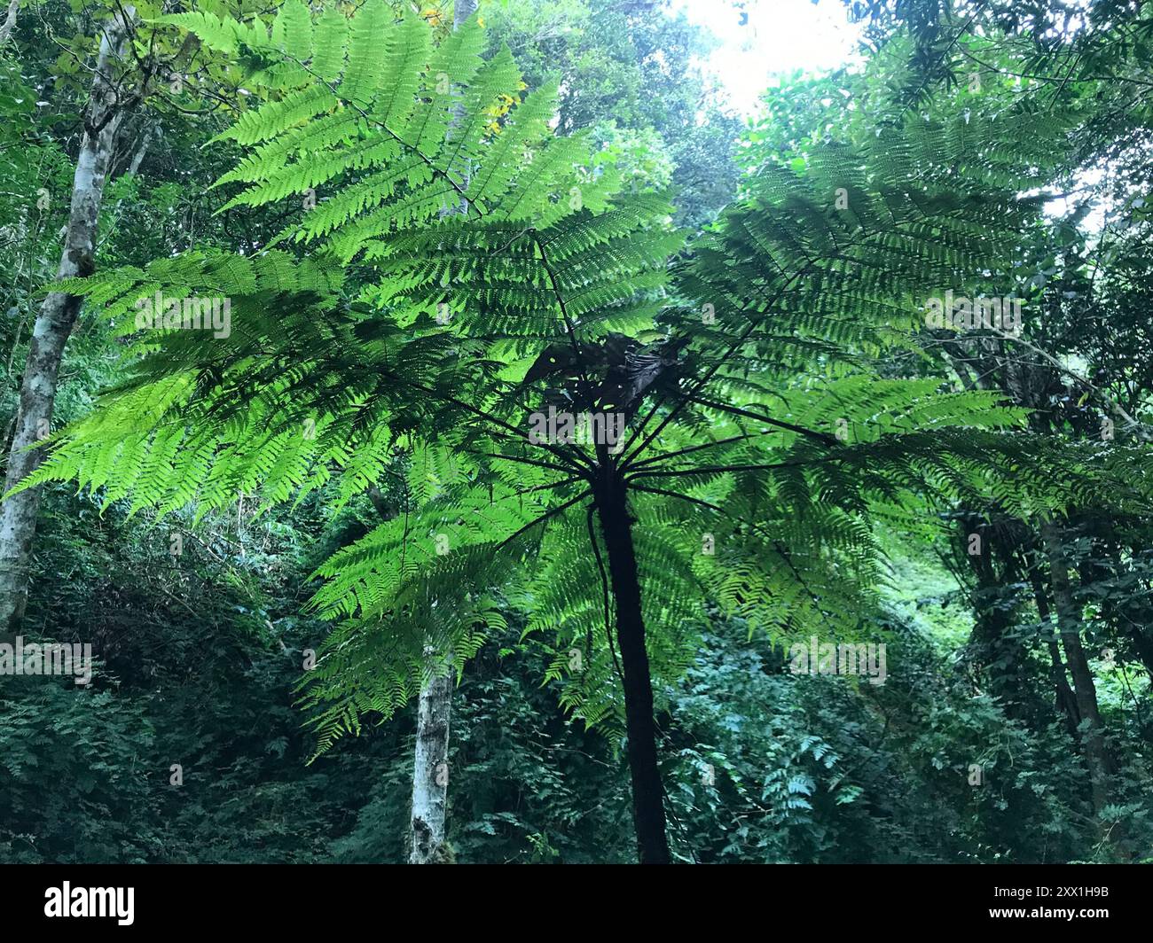 scaly tree ferns (Cyathea) Plantae Stock Photo - Alamy