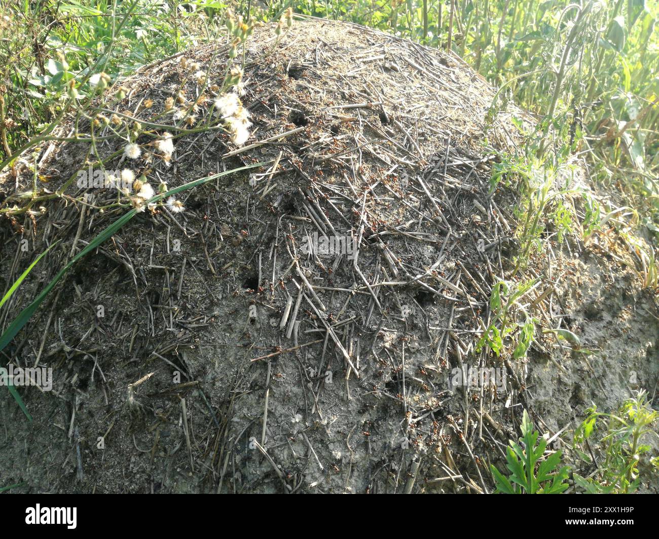 Wood, Mound, and Field Ants (Formica) Insecta Stock Photo - Alamy