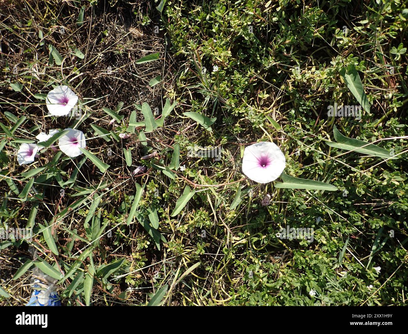 Water Morning Glory (Ipomoea aquatica) Plantae Stock Photo - Alamy