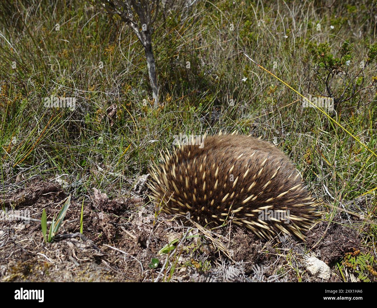 Tasmanian Echidna (Tachyglossus aculeatus setosus) Mammalia Stock Photo ...