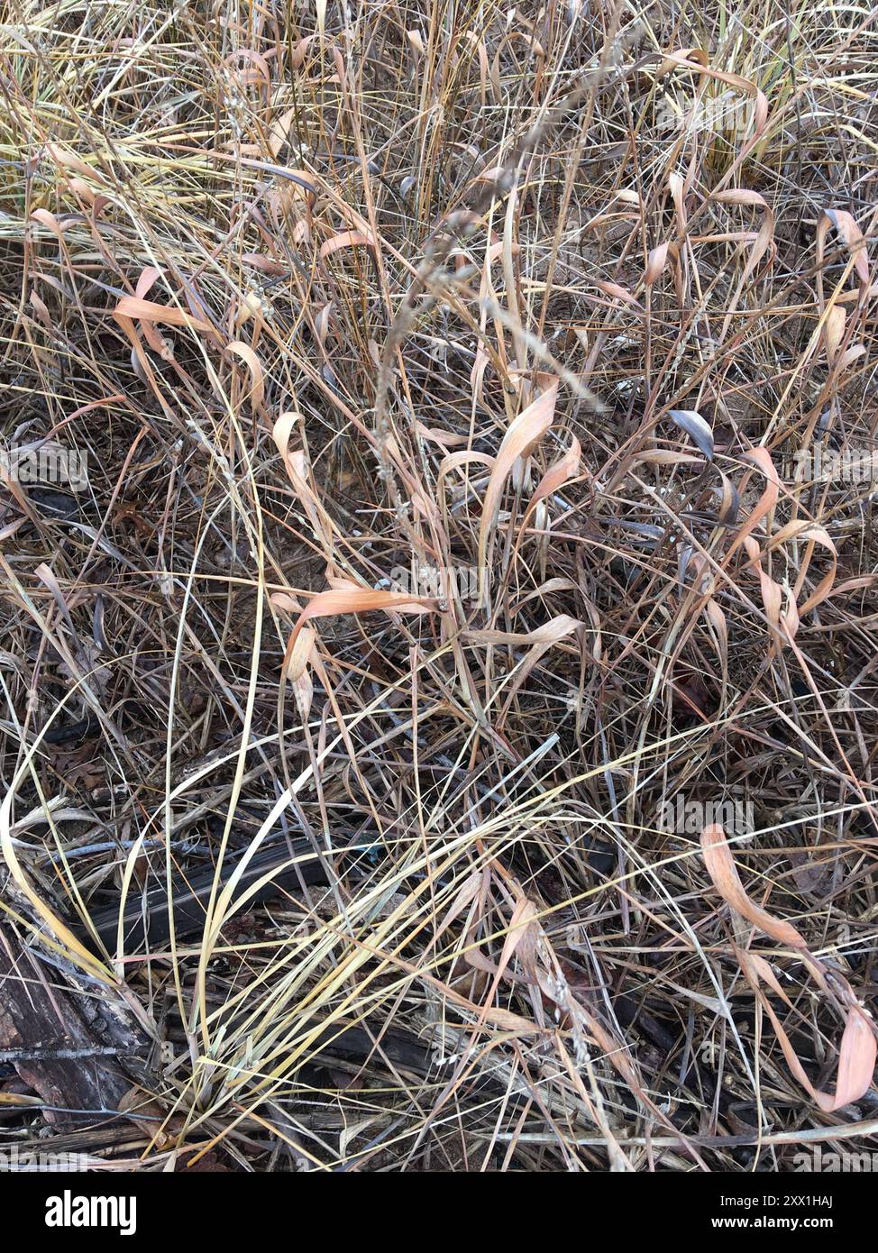 bristlegrasses, rosette grasses, barnyard grasses, and allies (Paniceae ...