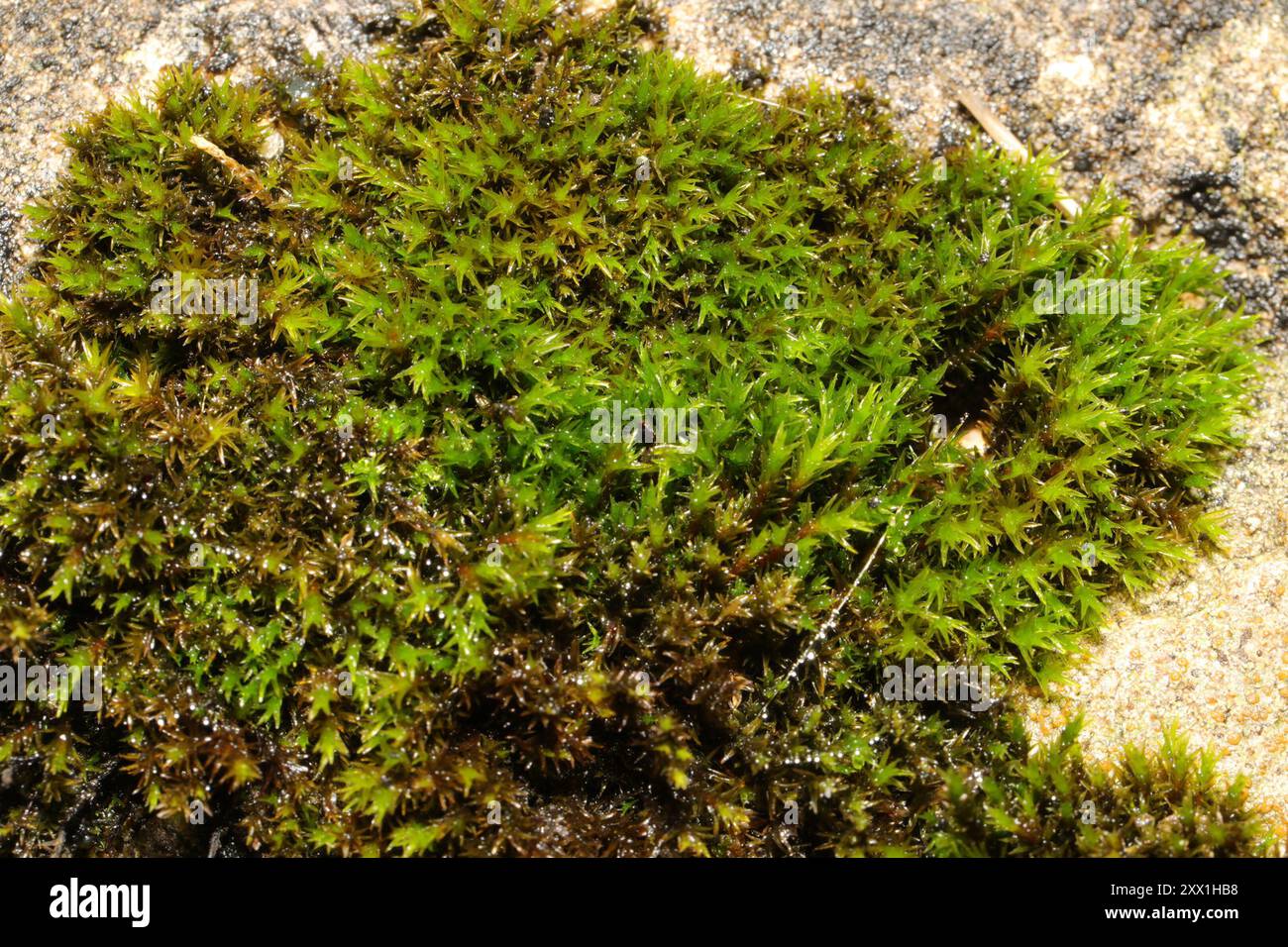 Anomalous Bristle-moss (Orthotrichum anomalum) Plantae Stock Photo - Alamy