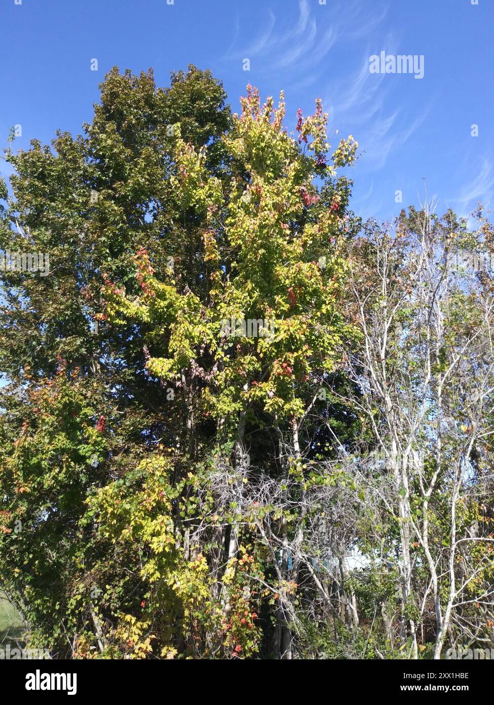 red maple (Acer rubrum) Plantae Stock Photo - Alamy