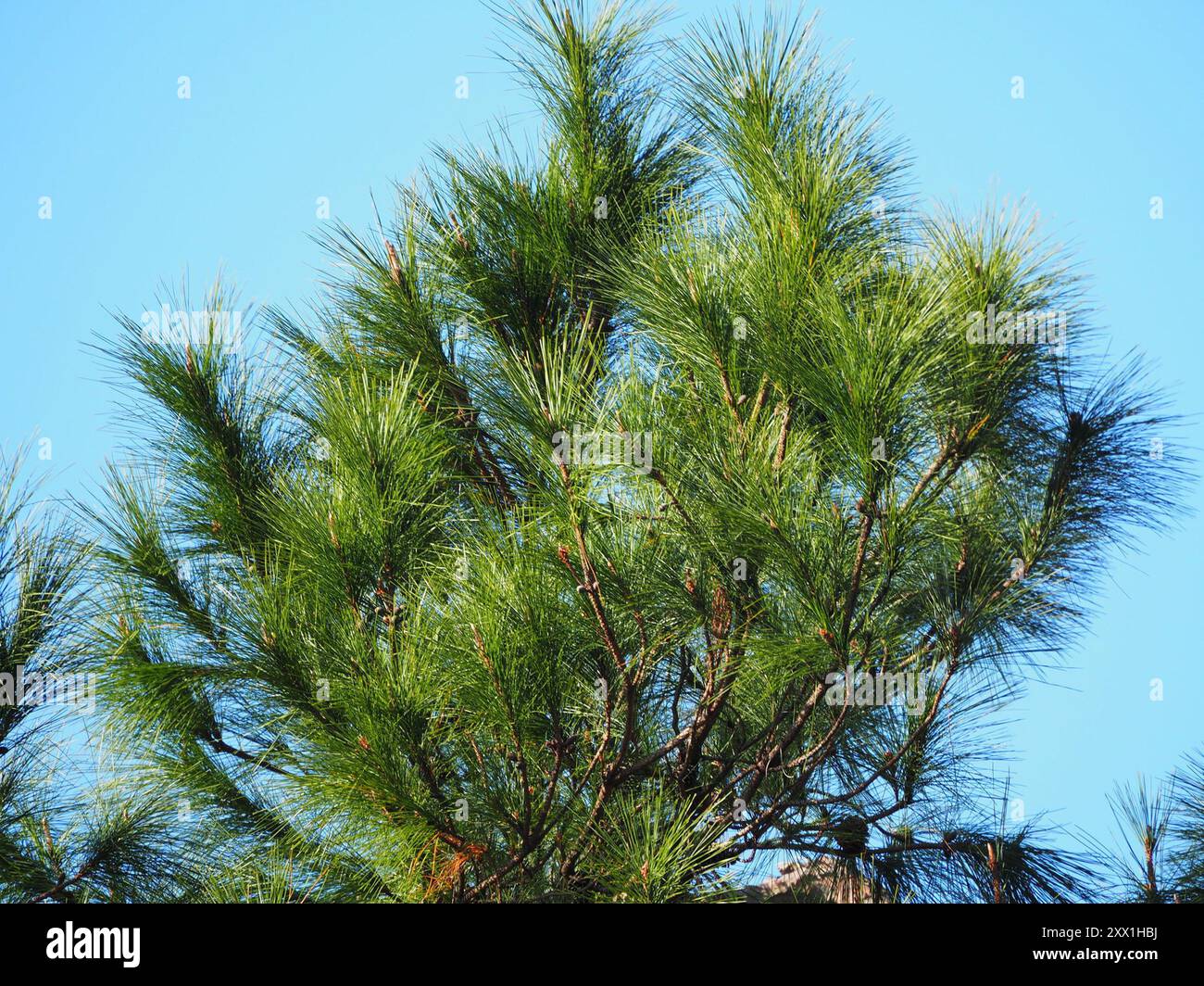 Taiwan red pine (Pinus taiwanensis) Plantae Stock Photo - Alamy