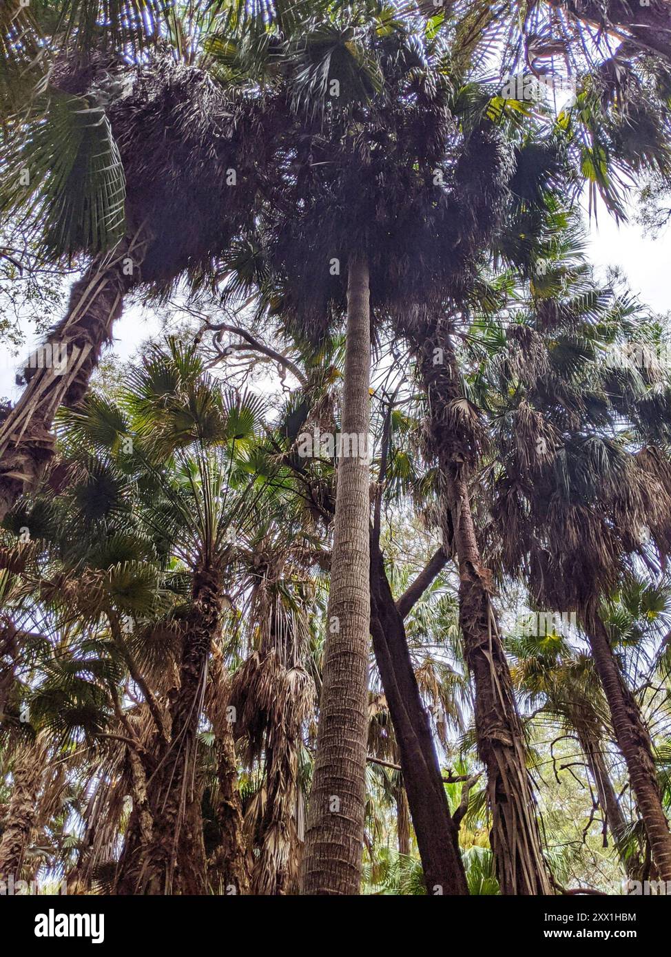 Australian Fan Palm (Livistona australis) Plantae Stock Photo - Alamy