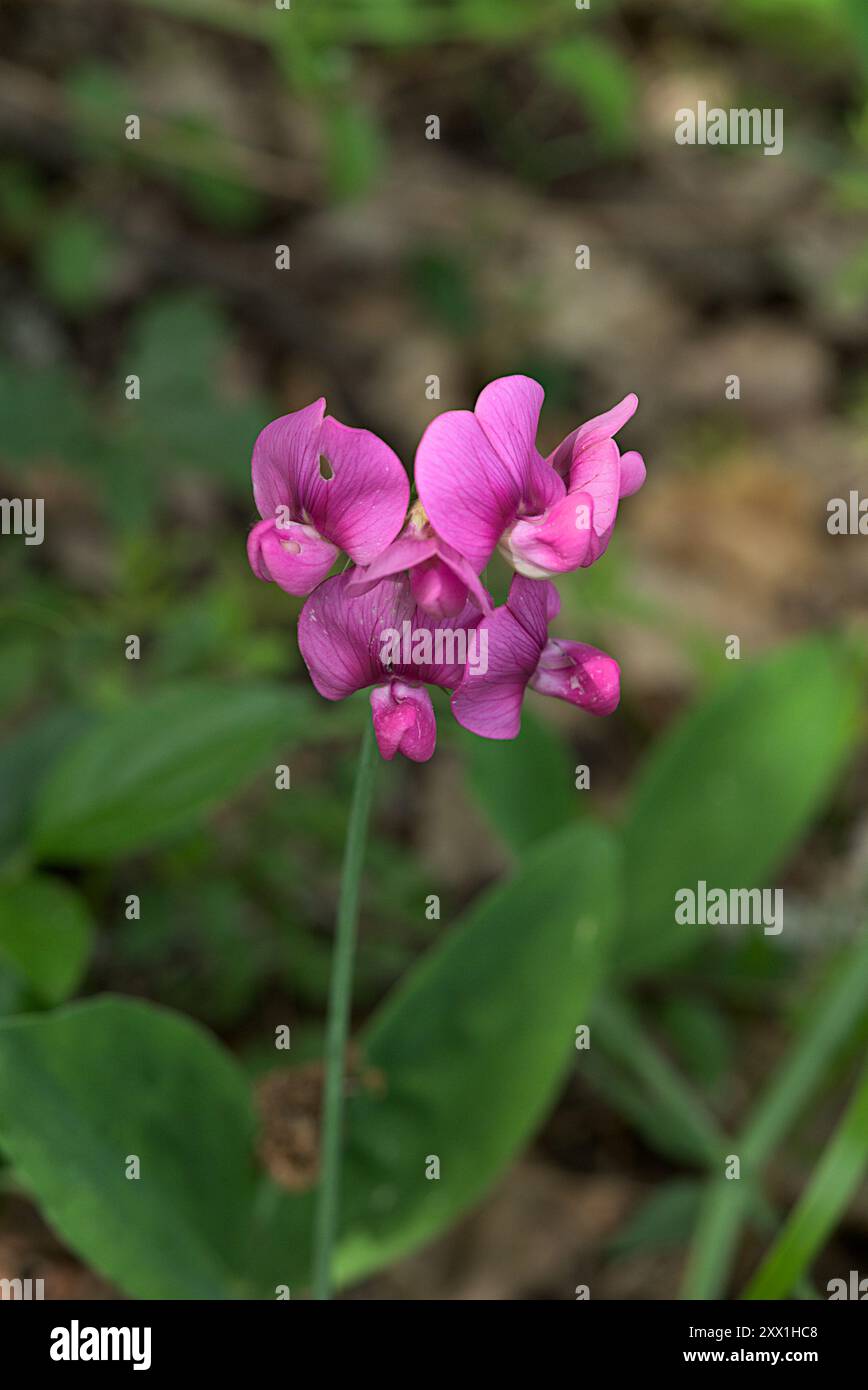 Pink Sweet Pea (Lathyrus latifolius L.) flowers, close-up in Auvergne ...