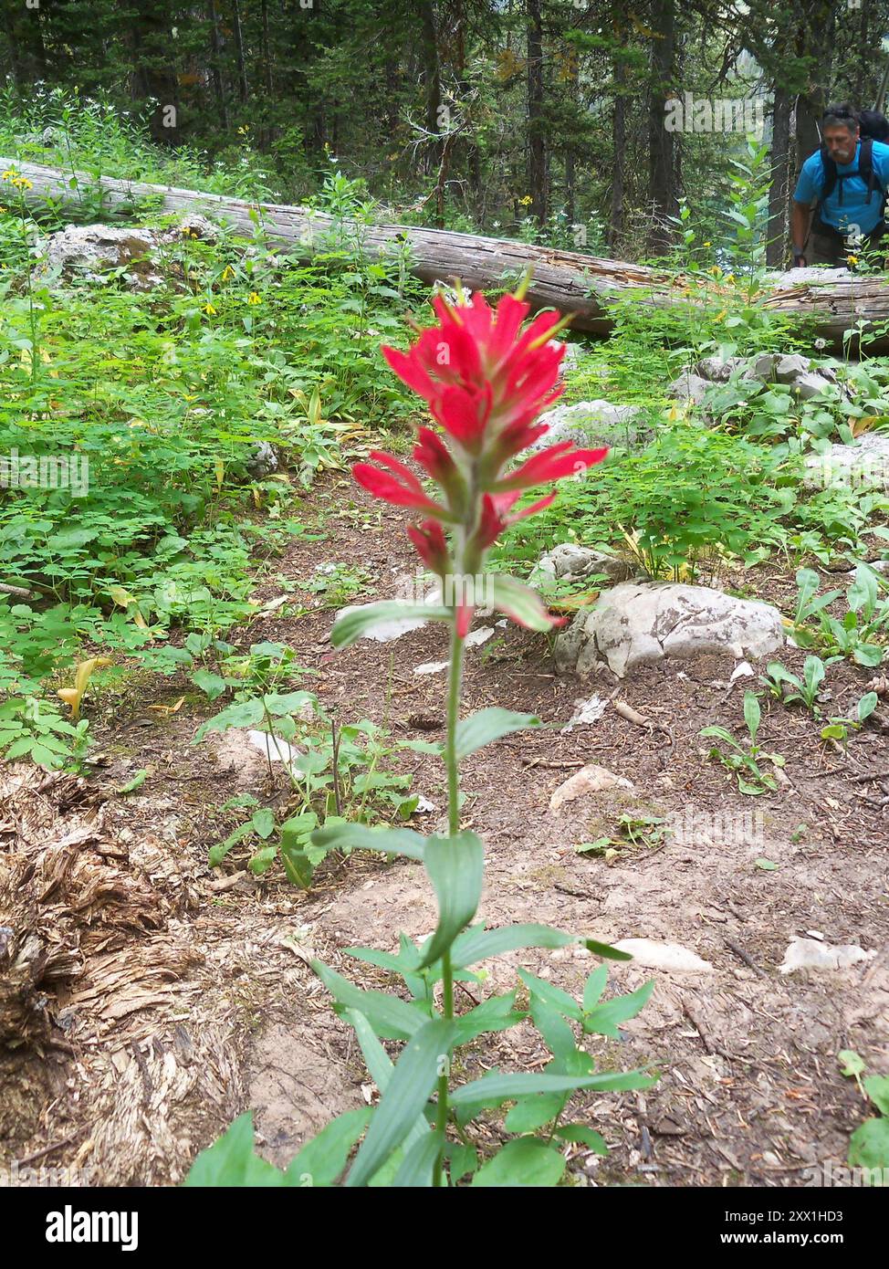 giant red Indian paintbrush (Castilleja miniata) Plantae Stock Photo ...