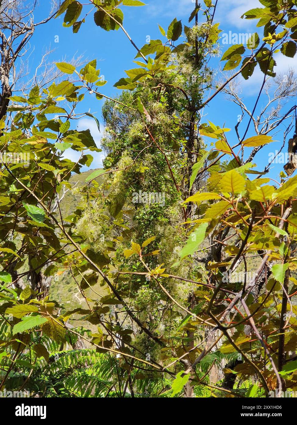 Forster's Clematis (Clematis forsteri) Plantae Stock Photo - Alamy