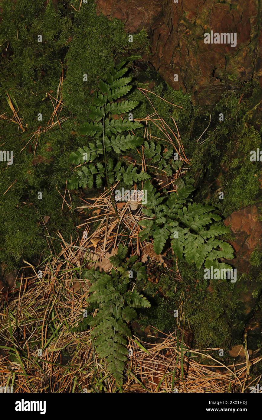 broad buckler-fern (Dryopteris dilatata) Plantae Stock Photo - Alamy