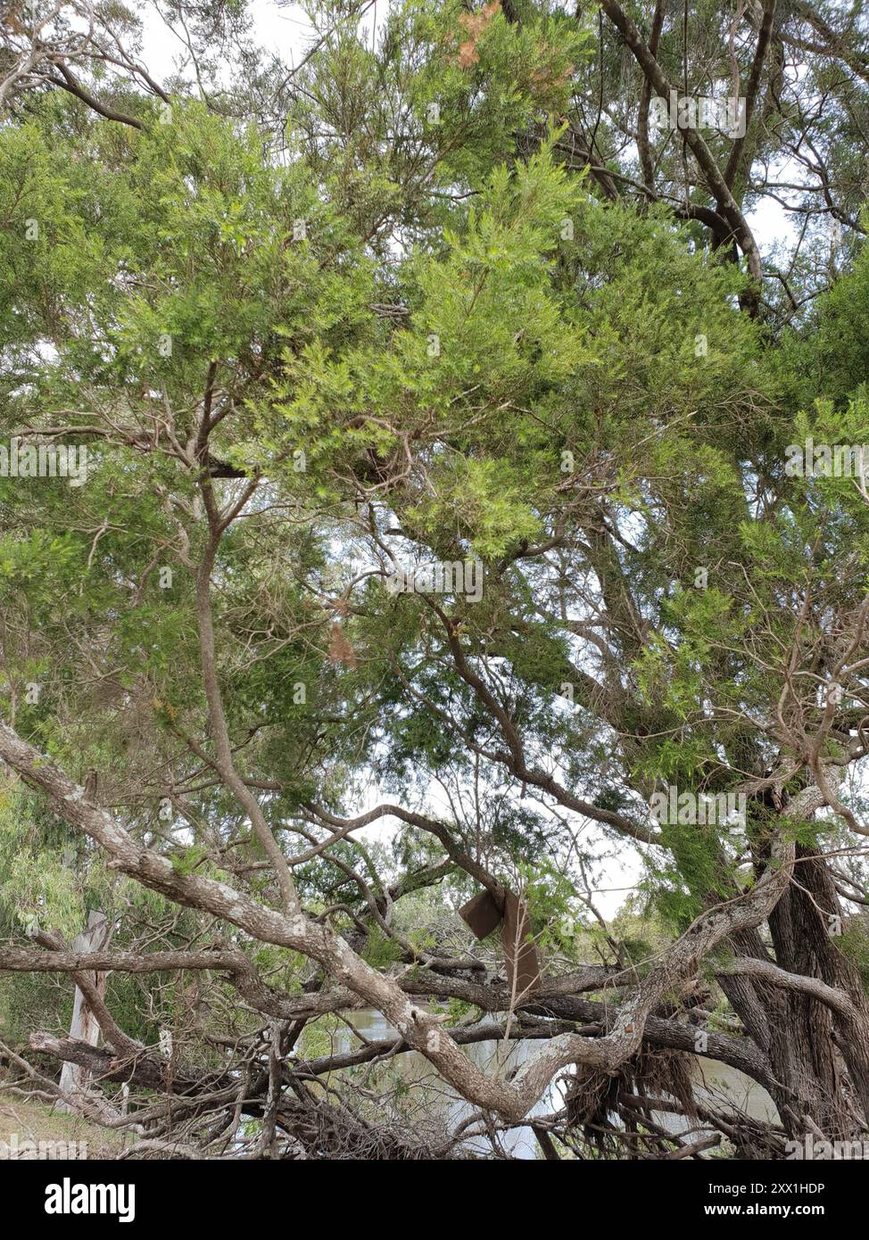 black tea-tree (Melaleuca bracteata) Plantae Stock Photo - Alamy