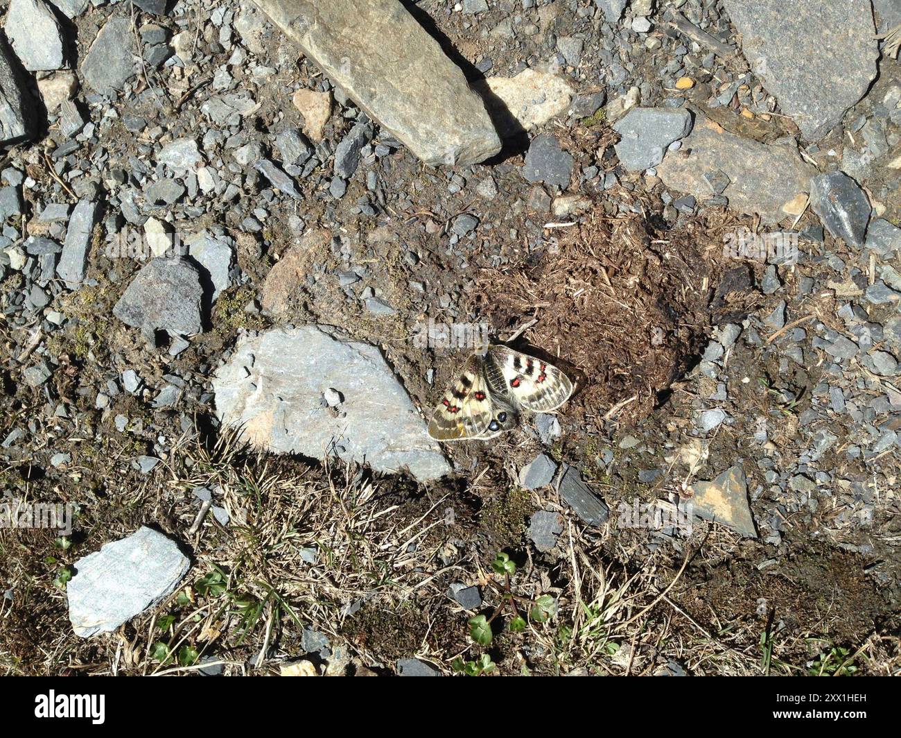 Common Blue Apollo (Parnassius hardwickii) Insecta Stock Photo - Alamy