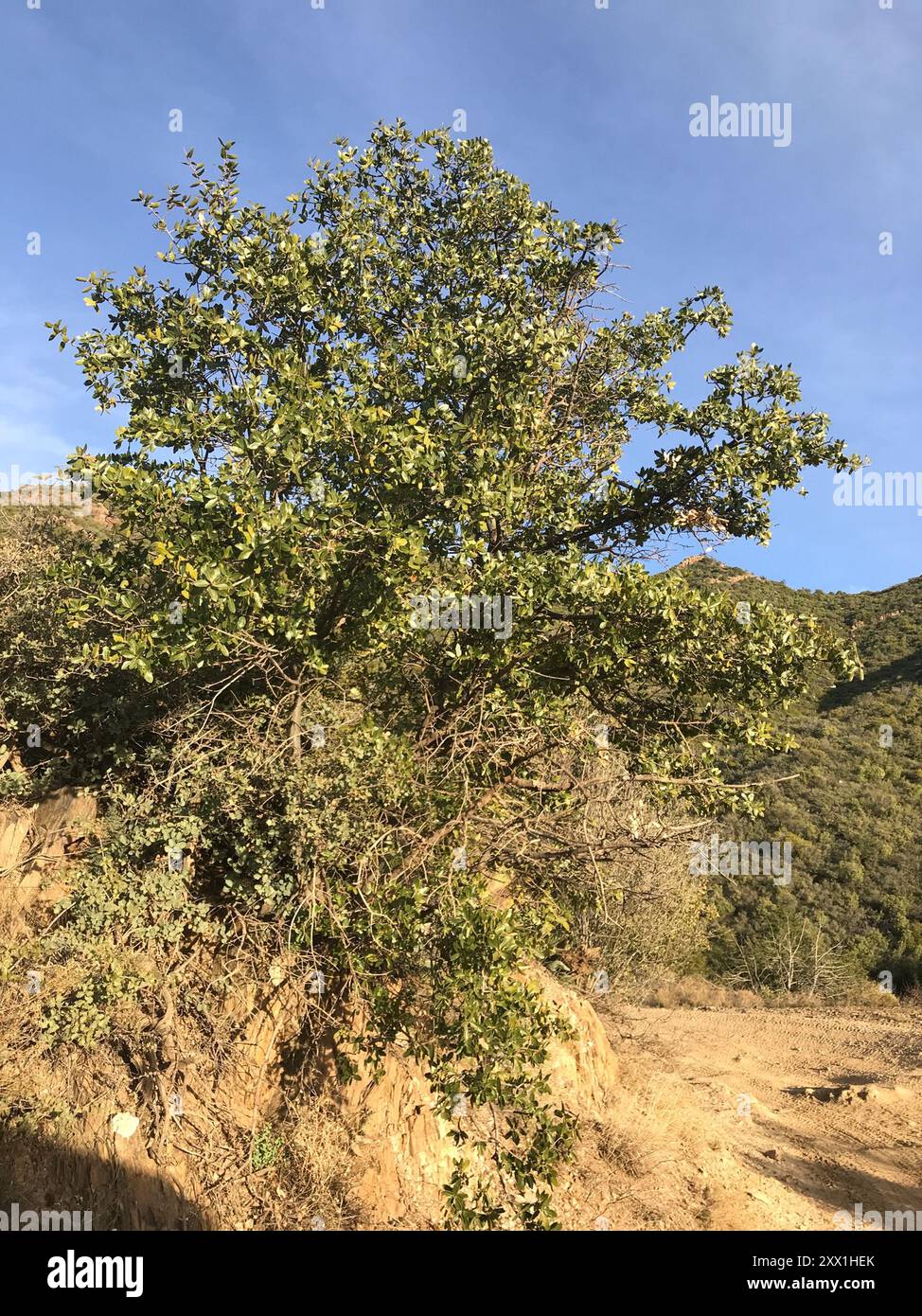 Emory oak (Quercus emoryi) Plantae Stock Photo - Alamy