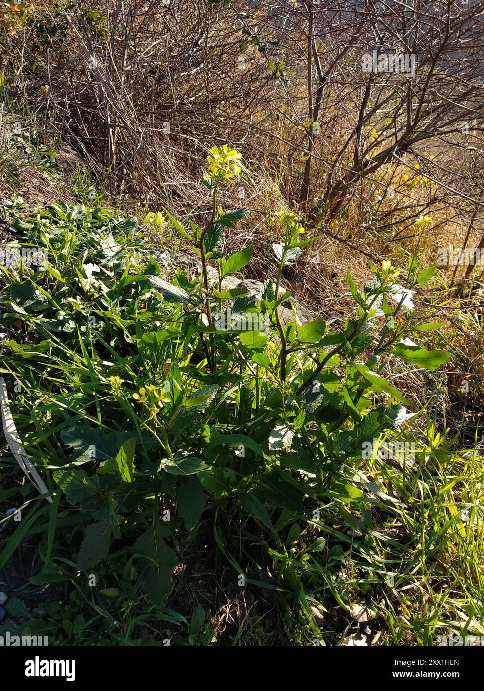 charlock (Mutarda arvensis) Plantae Stock Photo - Alamy