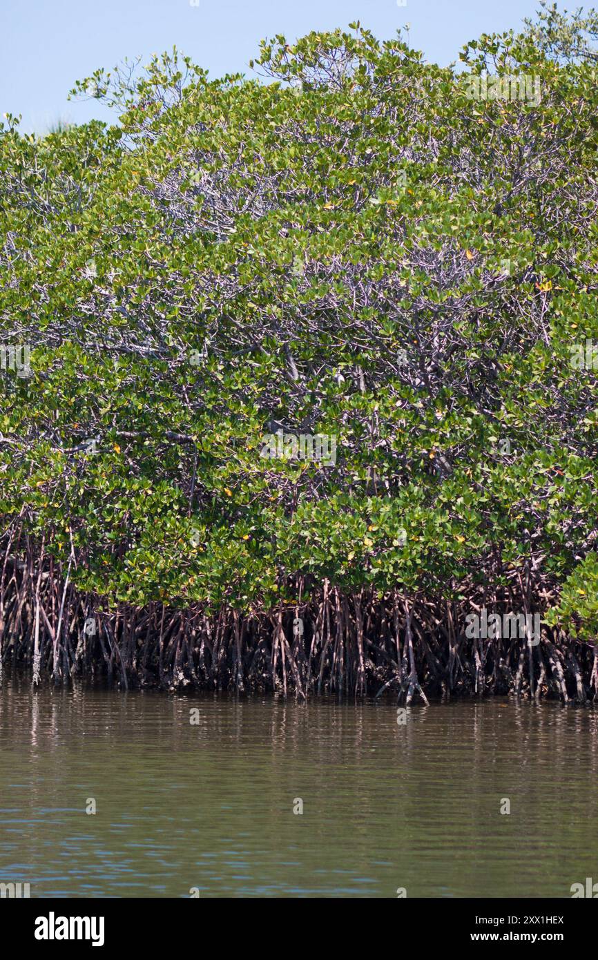 red mangrove (Rhizophora mangle) Plantae Stock Photo - Alamy