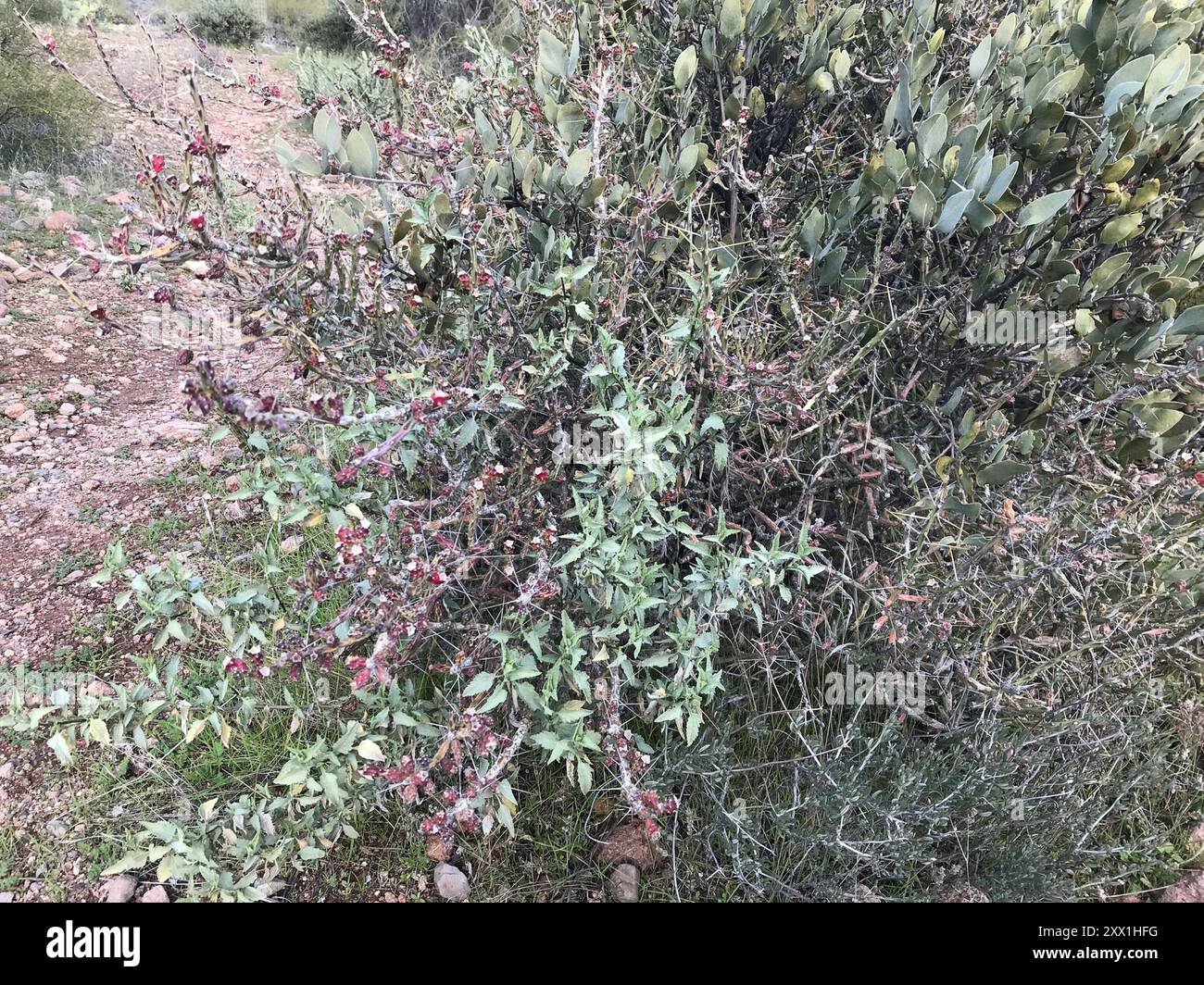 Christmas cholla (Cylindropuntia leptocaulis) Plantae Stock Photo - Alamy