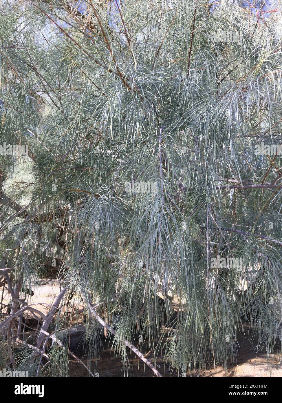 athel tamarisk (Tamarix aphylla) Plantae Stock Photo - Alamy