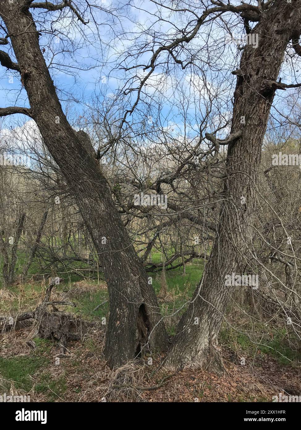 Cedar Elm (Ulmus crassifolia) Plantae Stock Photo - Alamy
