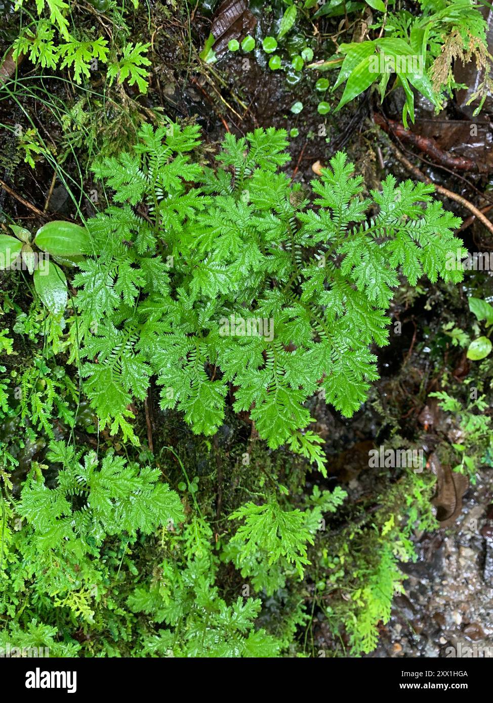 spikemosses (Selaginella) Plantae Stock Photo - Alamy