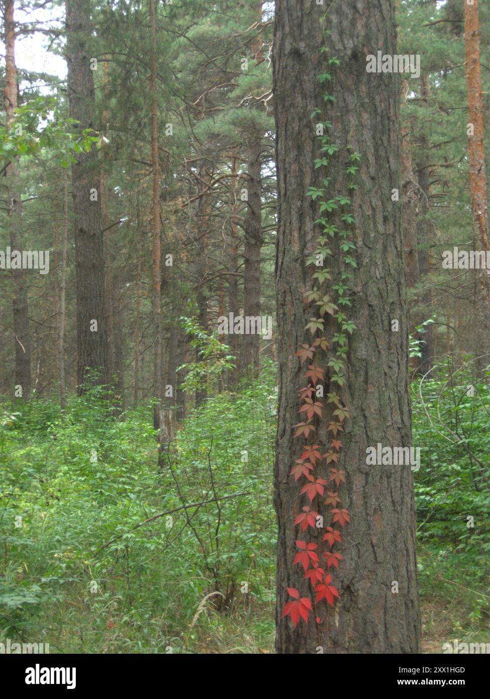 thicket creeper (Parthenocissus inserta) Plantae Stock Photo - Alamy