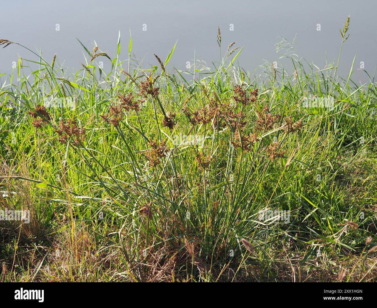 Javanese Flatsedge (Cyperus javanicus) Plantae Stock Photo - Alamy