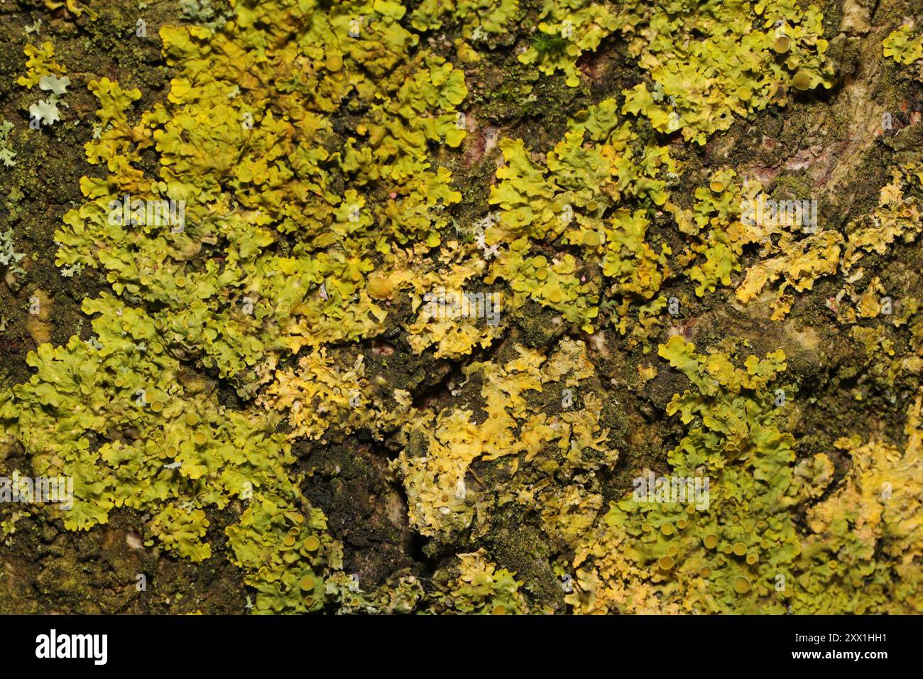 Common Sunburst Lichen (Xanthoria parietina) Fungi Stock Photo - Alamy